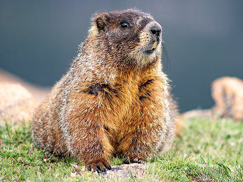 Rocky Mountain National Park Visitor Travel Guide & Trip Planner, Maps ...